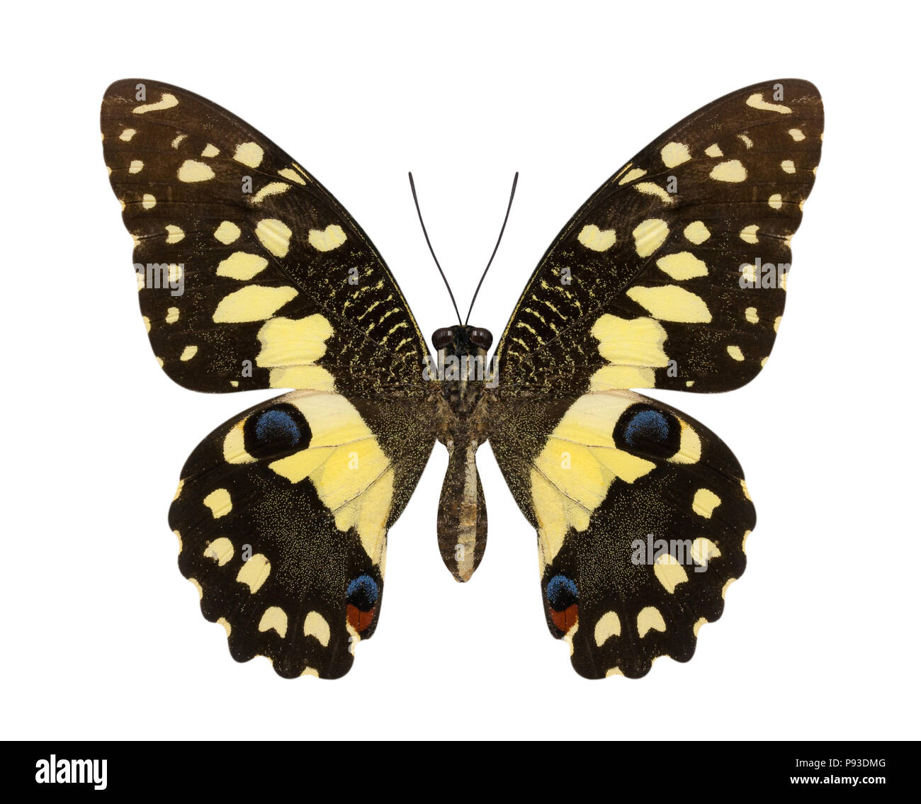 Lime Butterfly lower wing profile isolate on white background.(Papilo ...