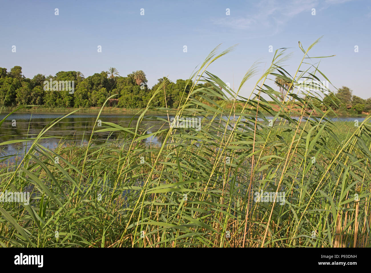 Reeds river bank riverbank hi-res stock photography and images - Alamy