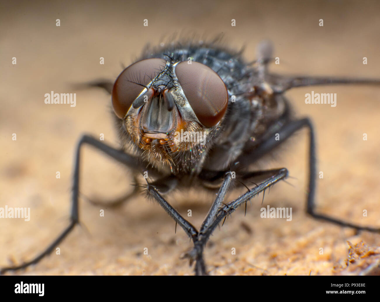 Macro close up fly big eyes Stock Photo - Alamy