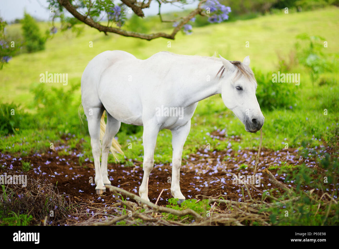 Jacaranda mimosifolia animal hi-res stock photography and images - Alamy
