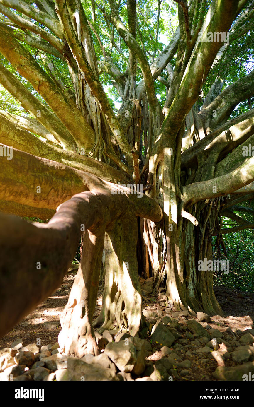 Branches and hanging roots of giant banyan tree growing on famous ...