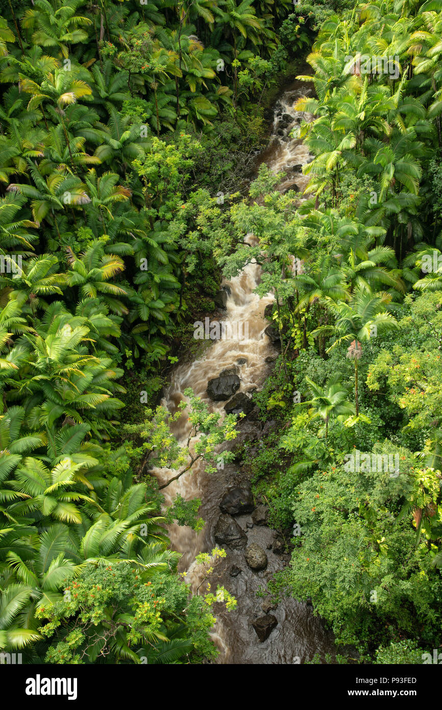 South Pacific, USA, Hawaii, Hawaiian, Big Island, Fern gully north of ...