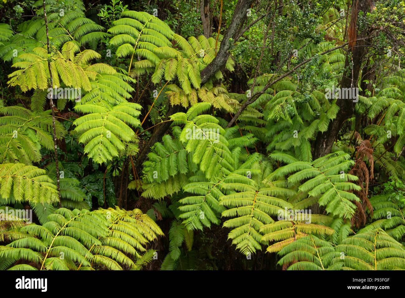 Fern forest hawaii volcanoes hi-res stock photography and images - Alamy