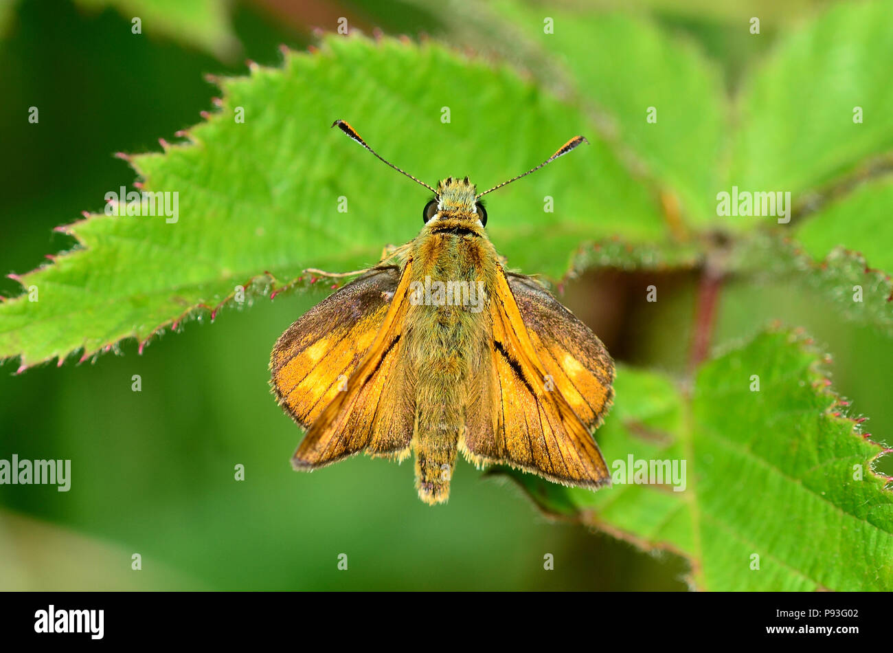 Large skipper at rest hi-res stock photography and images - Alamy