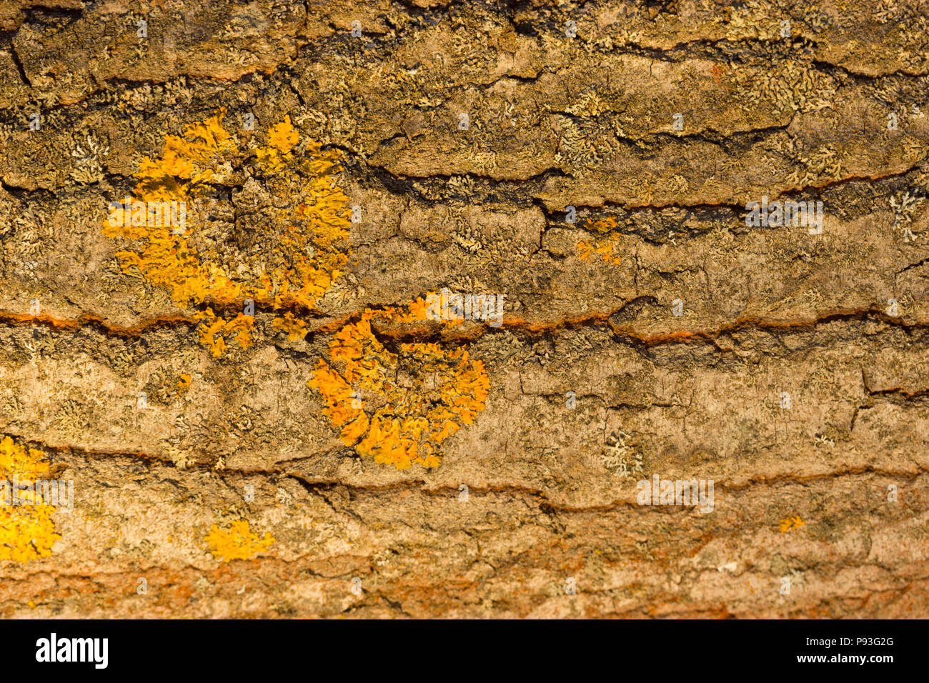 old wood tree bark texture with yellow moss Stock Photo - Alamy