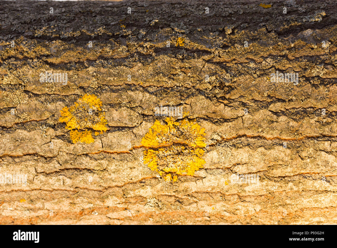 old wood tree bark texture with yellow moss Stock Photo - Alamy