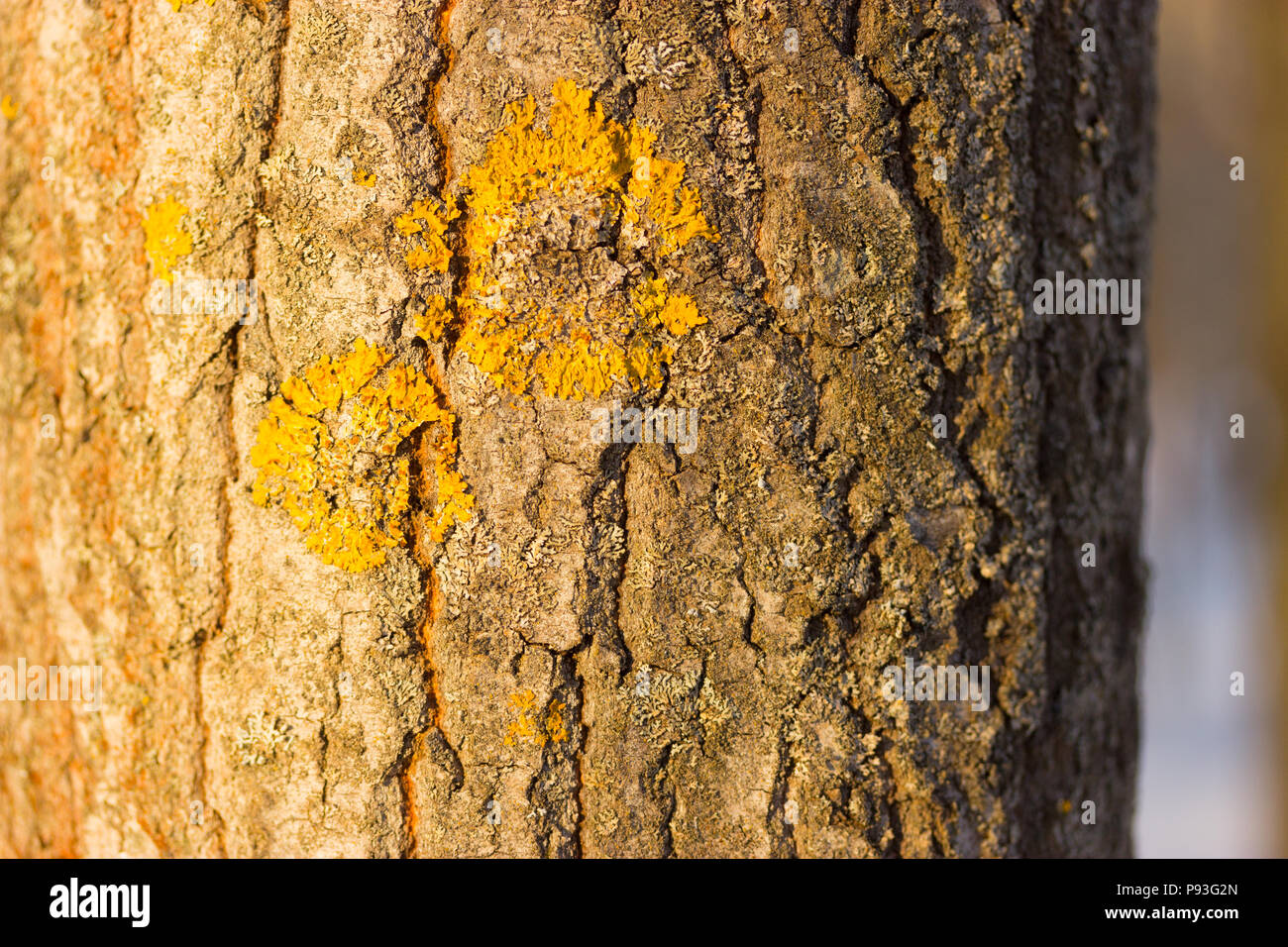 old wood tree bark texture with yellow moss Stock Photo - Alamy