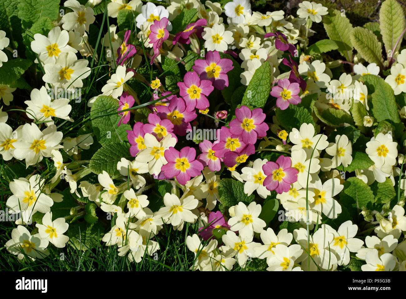 Mixed ground insects hi-res stock photography and images - Alamy