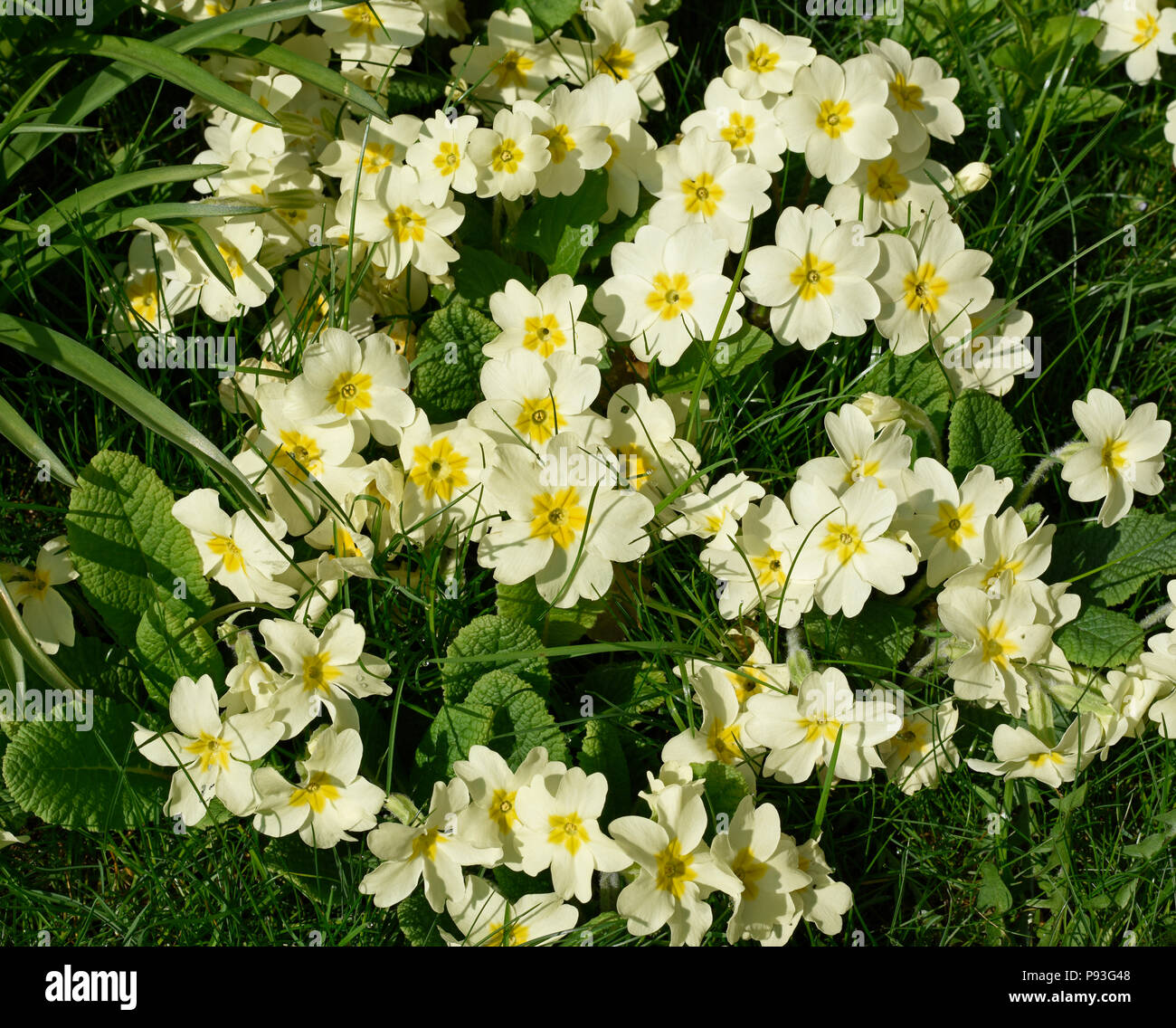 Covering of Primrose flowers typical of an English spring Stock Photo ...