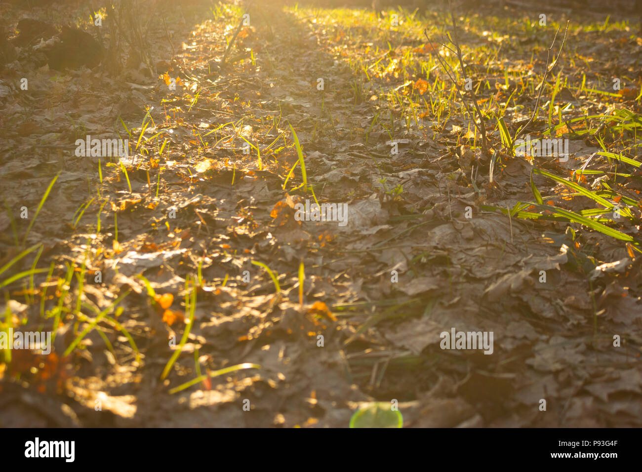 sunset in a forest in warm colored sunlight Stock Photo - Alamy