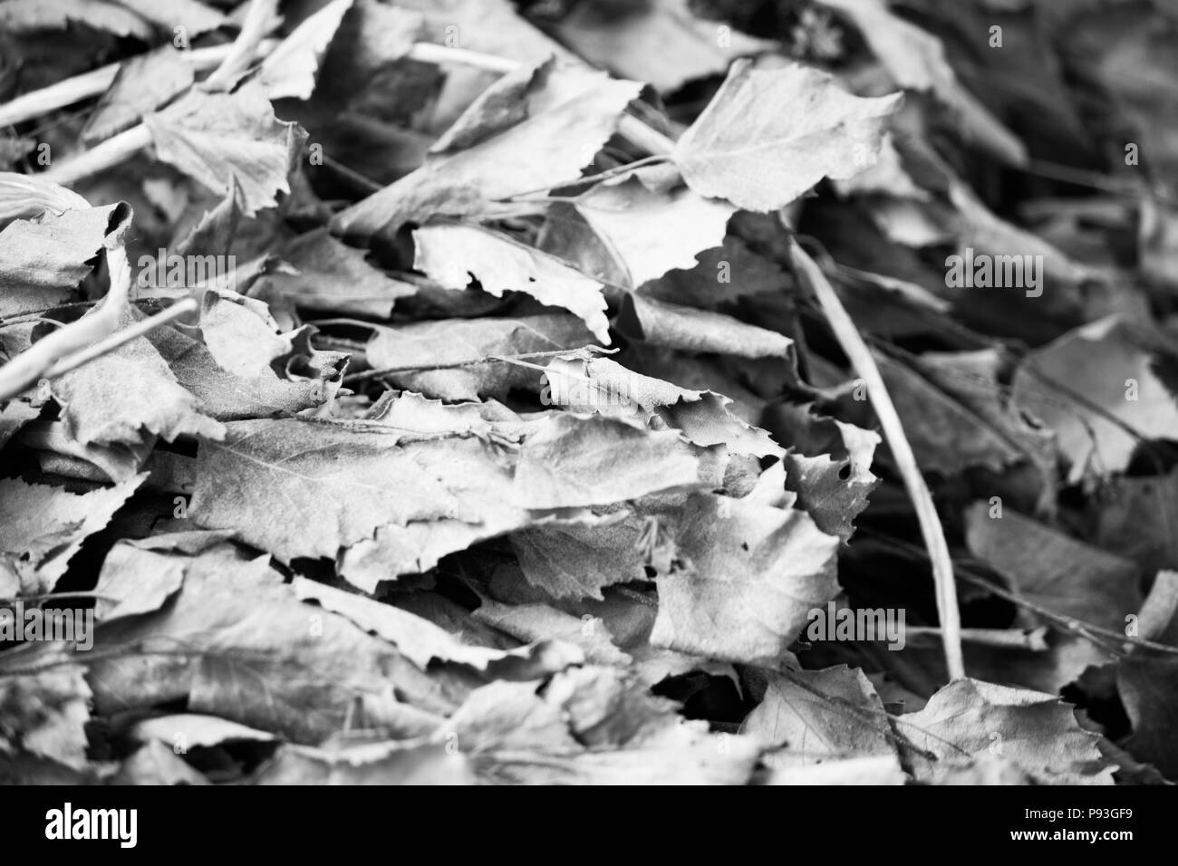 Tropic dark palm foliage Black and White Stock Photos & Images - Alamy