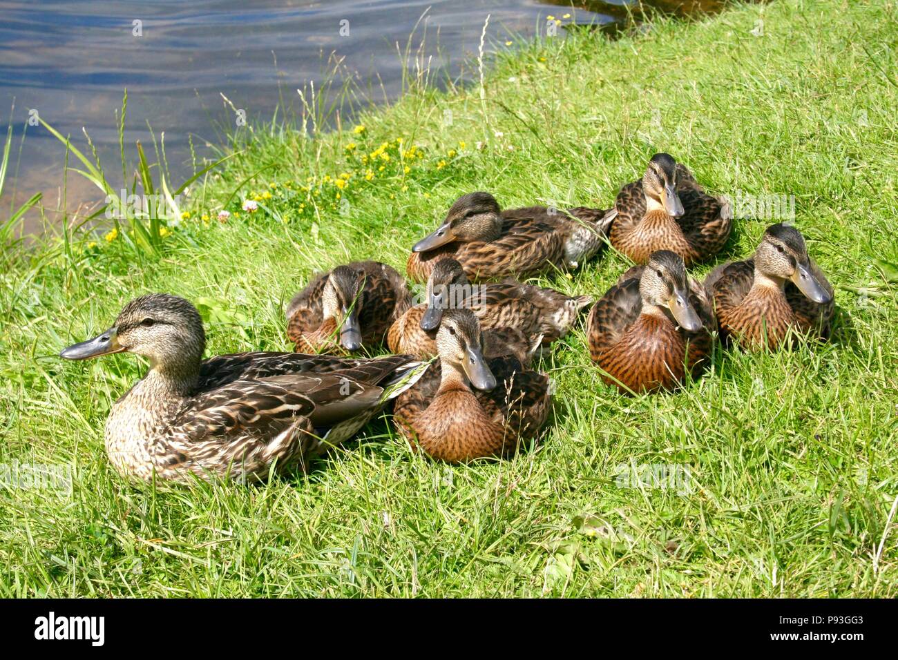 Little ducks hi-res stock photography and images - Alamy