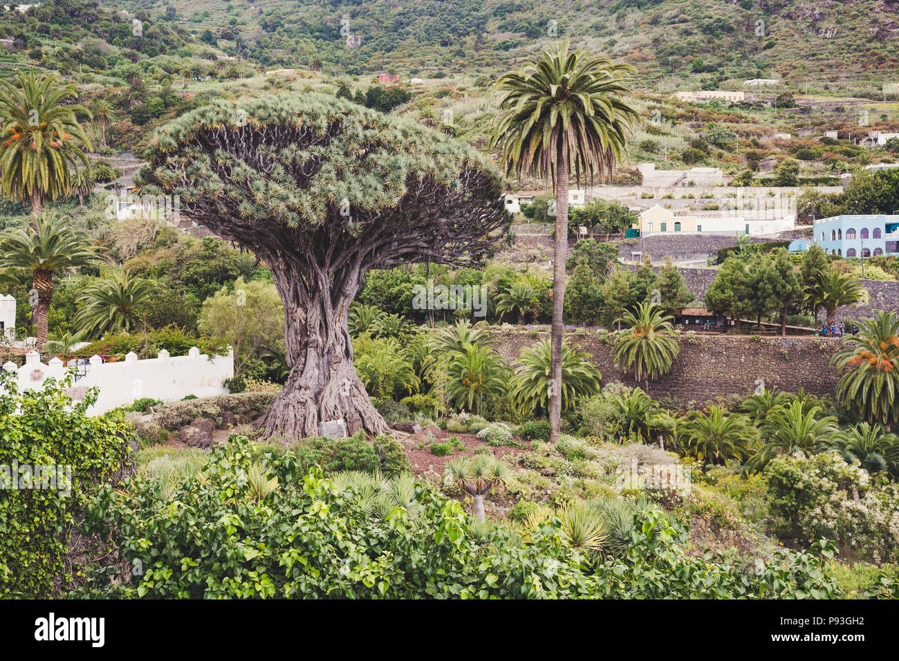 Drago milenario hi-res stock photography and images - Alamy