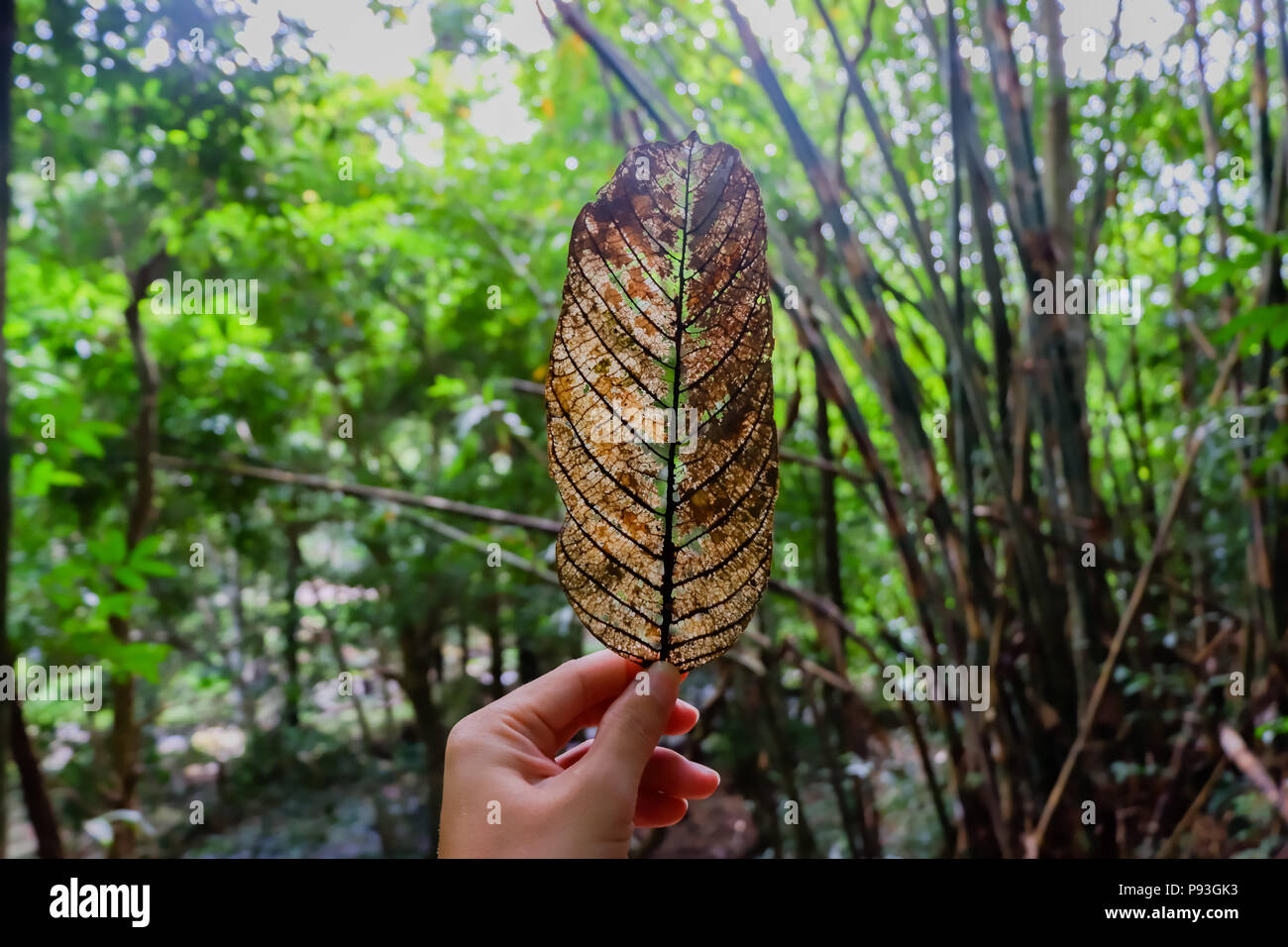 Hand holding a maple leaf with smoke in the sun. Leaf in hand in the ...