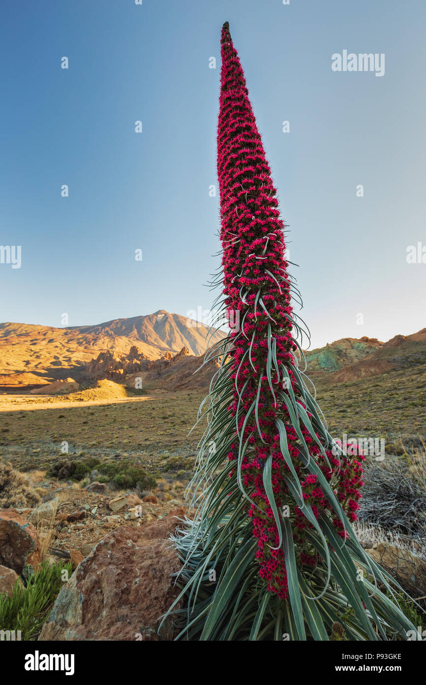 National flower of the canary islands hi-res stock photography and ...