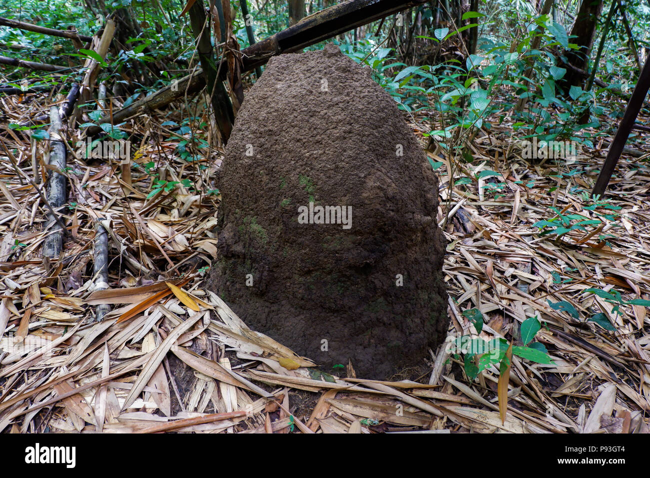 Big anthill with colony of ants in summer forest. Woods ants builders ...