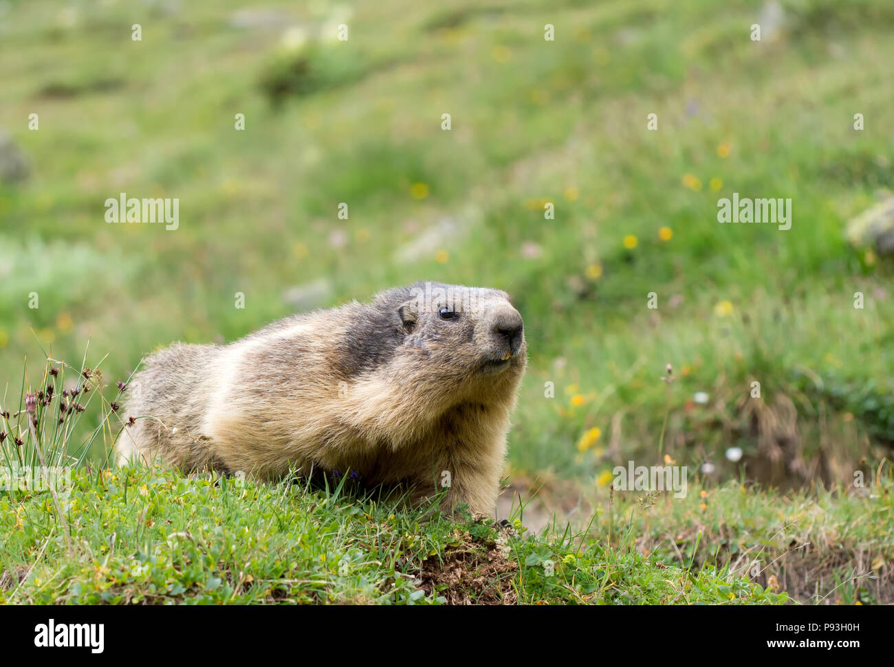 Murmeltier marmota marmot hi-res stock photography and images - Alamy