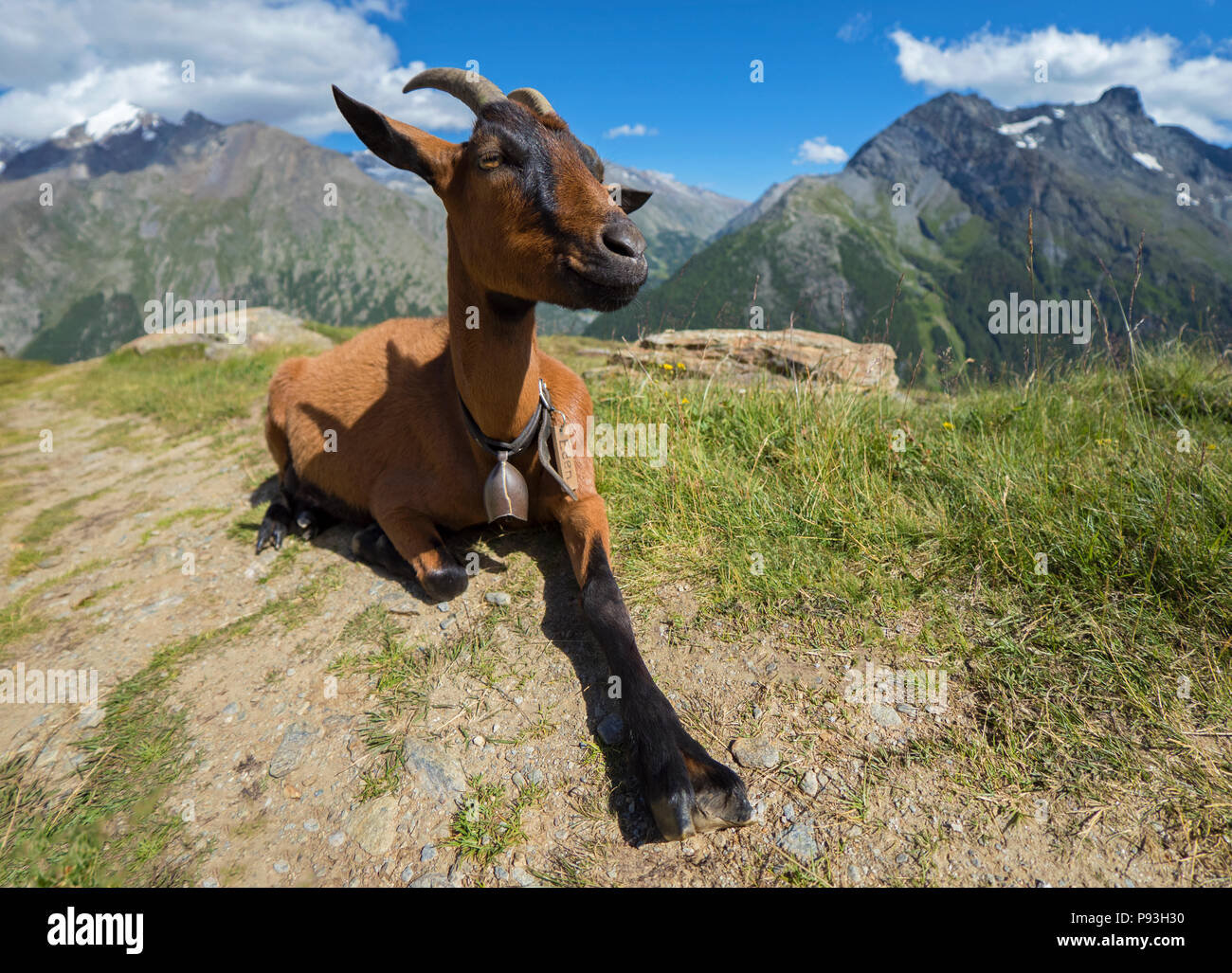 Ziege goat hi-res stock photography and images - Alamy