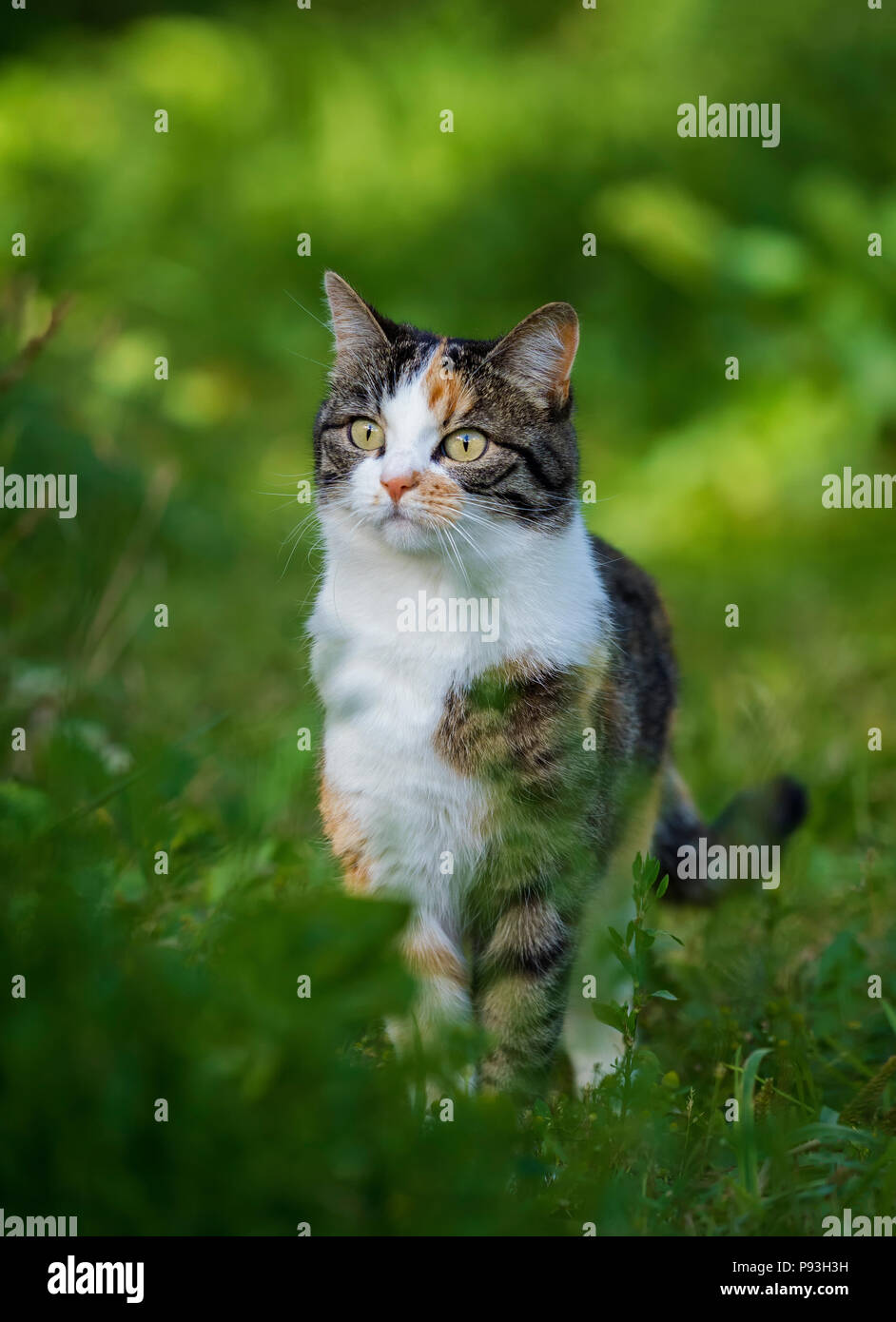 Kitty katze hi-res stock photography and images - Alamy