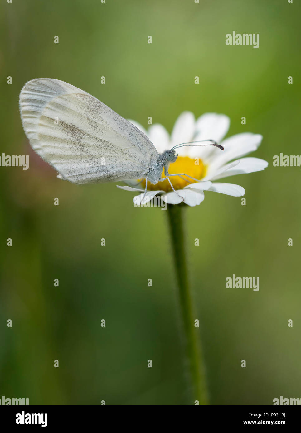 White alpine butterfly Stock Photo - Alamy