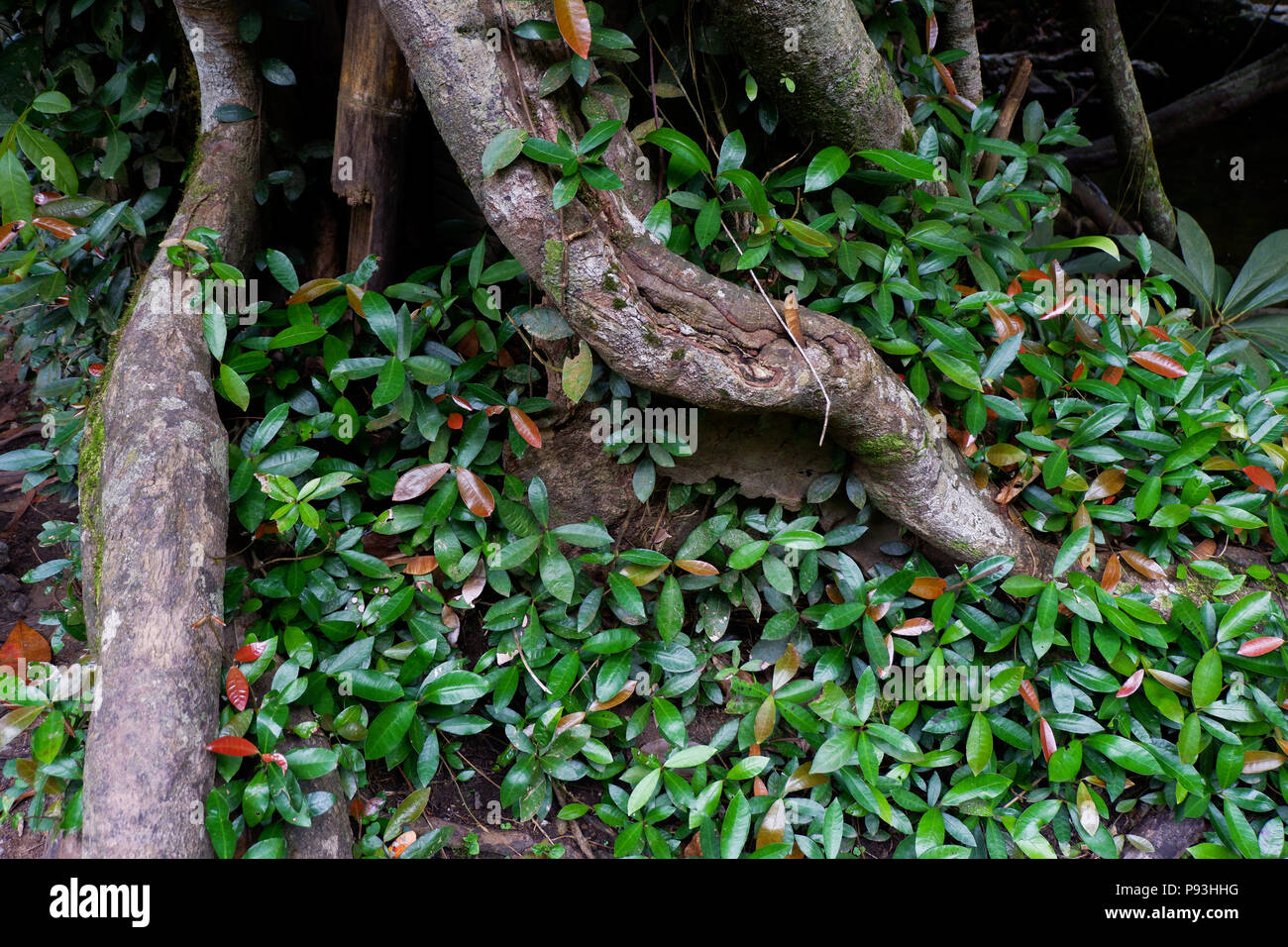 Jungle tree trunk buttress roots hi-res stock photography and images ...
