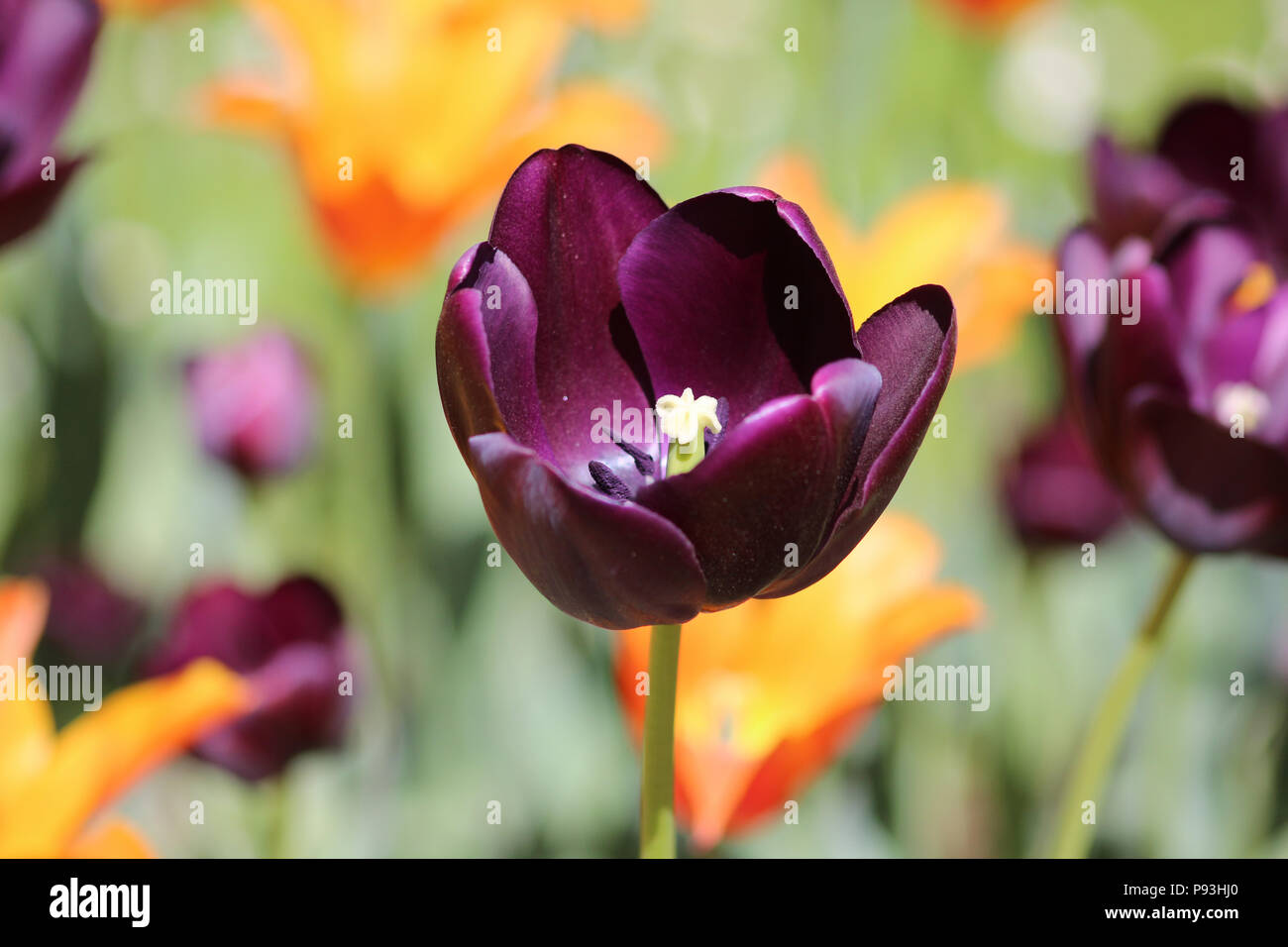 The magic of the black tulip Stock Photo - Alamy