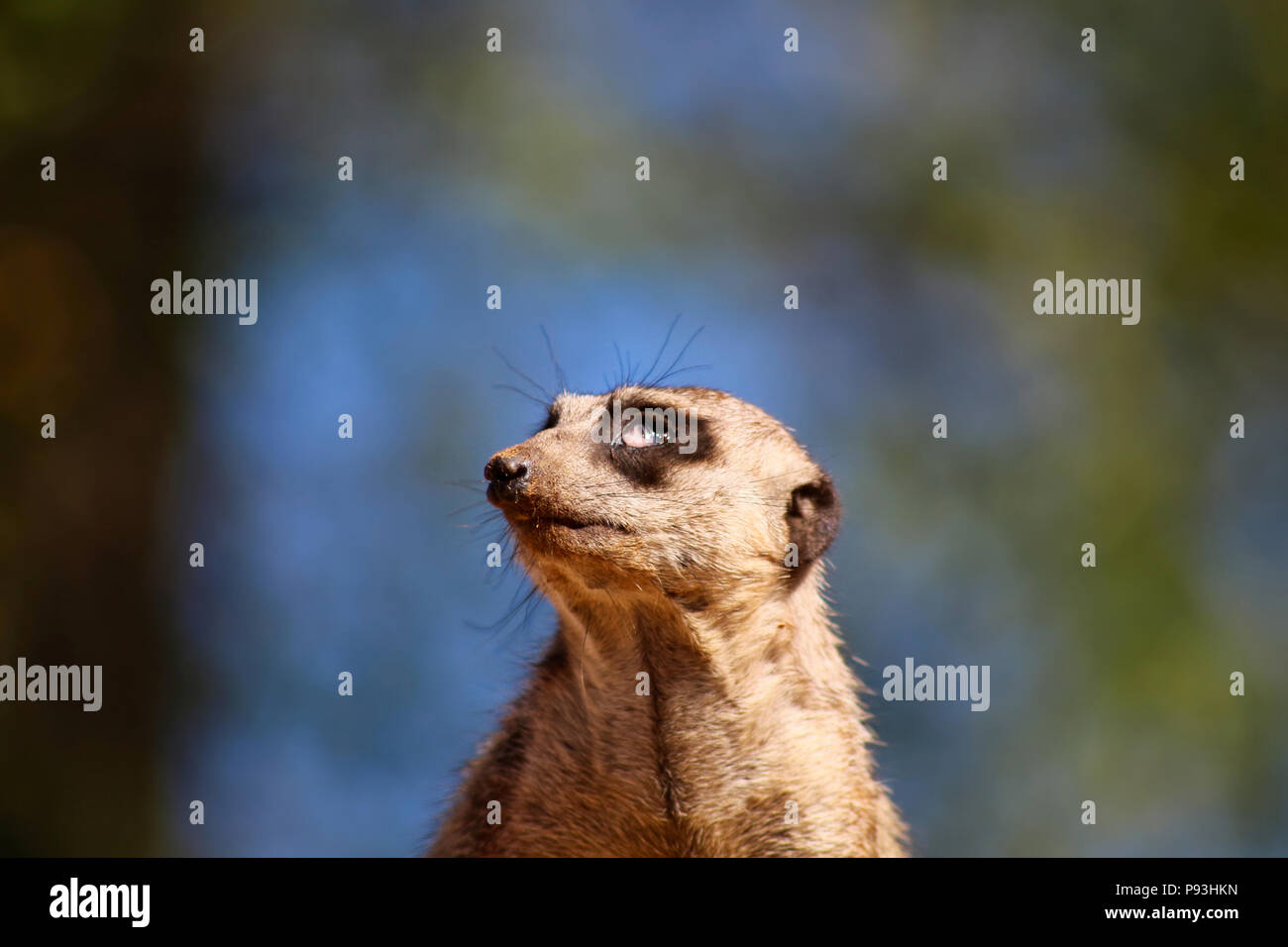 Suricato hi-res stock photography and images - Alamy