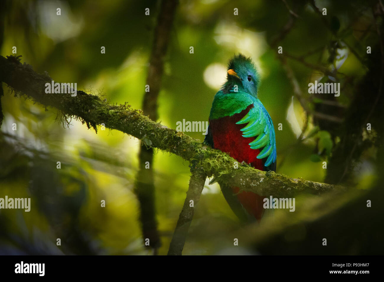 Panama wildlife with a resplendent quetzal, Pharomachrus mocinno, in ...