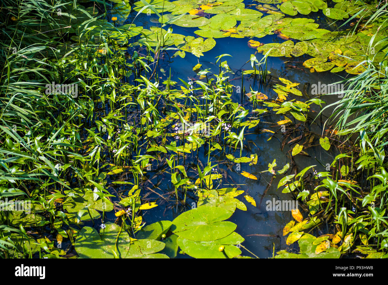 Beautiful Nature Poster - Combe Haven river, East Sussex, England Stock ...
