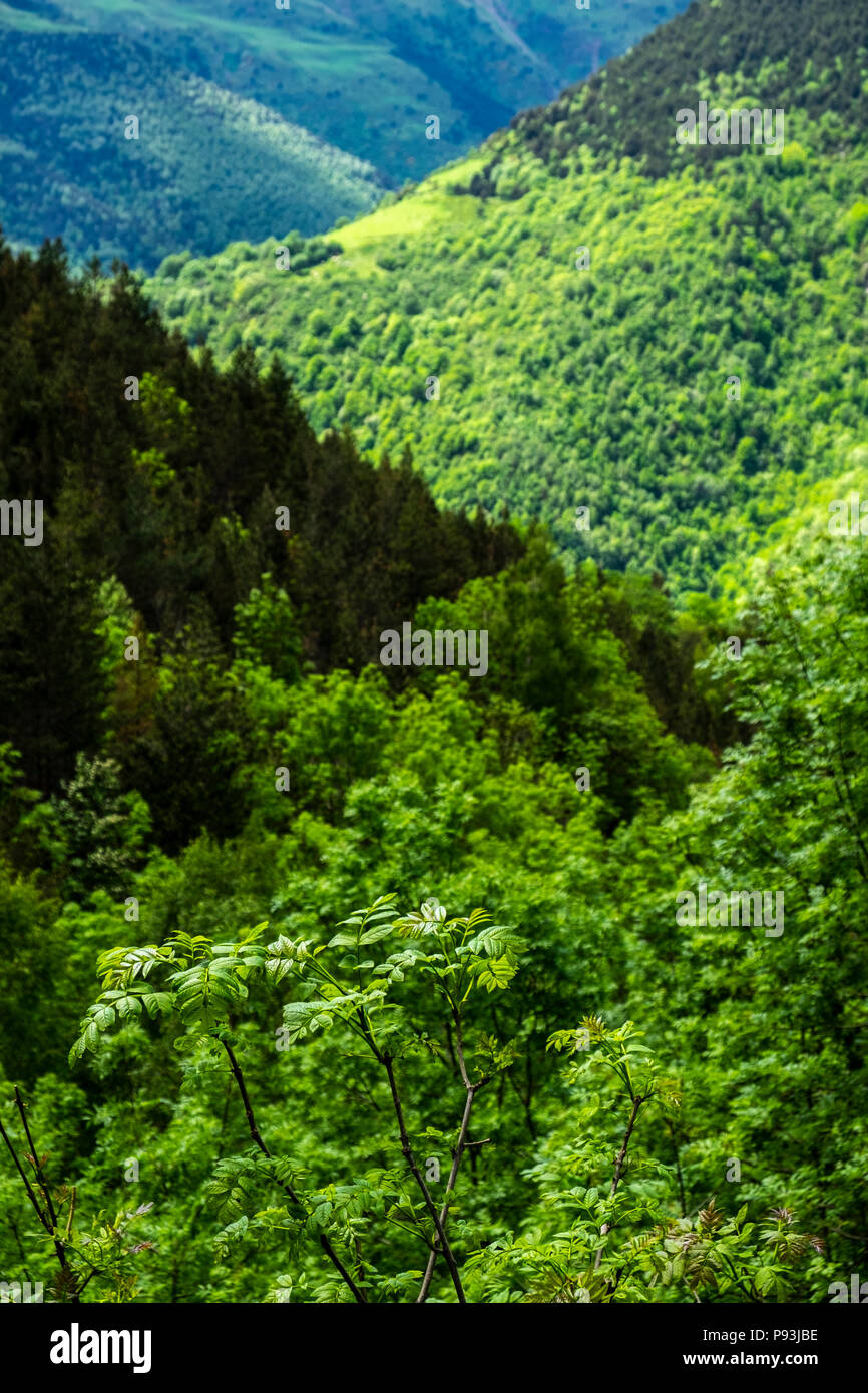 Shades of green in the forests in a valley in the Catalonian Pyrenees ...