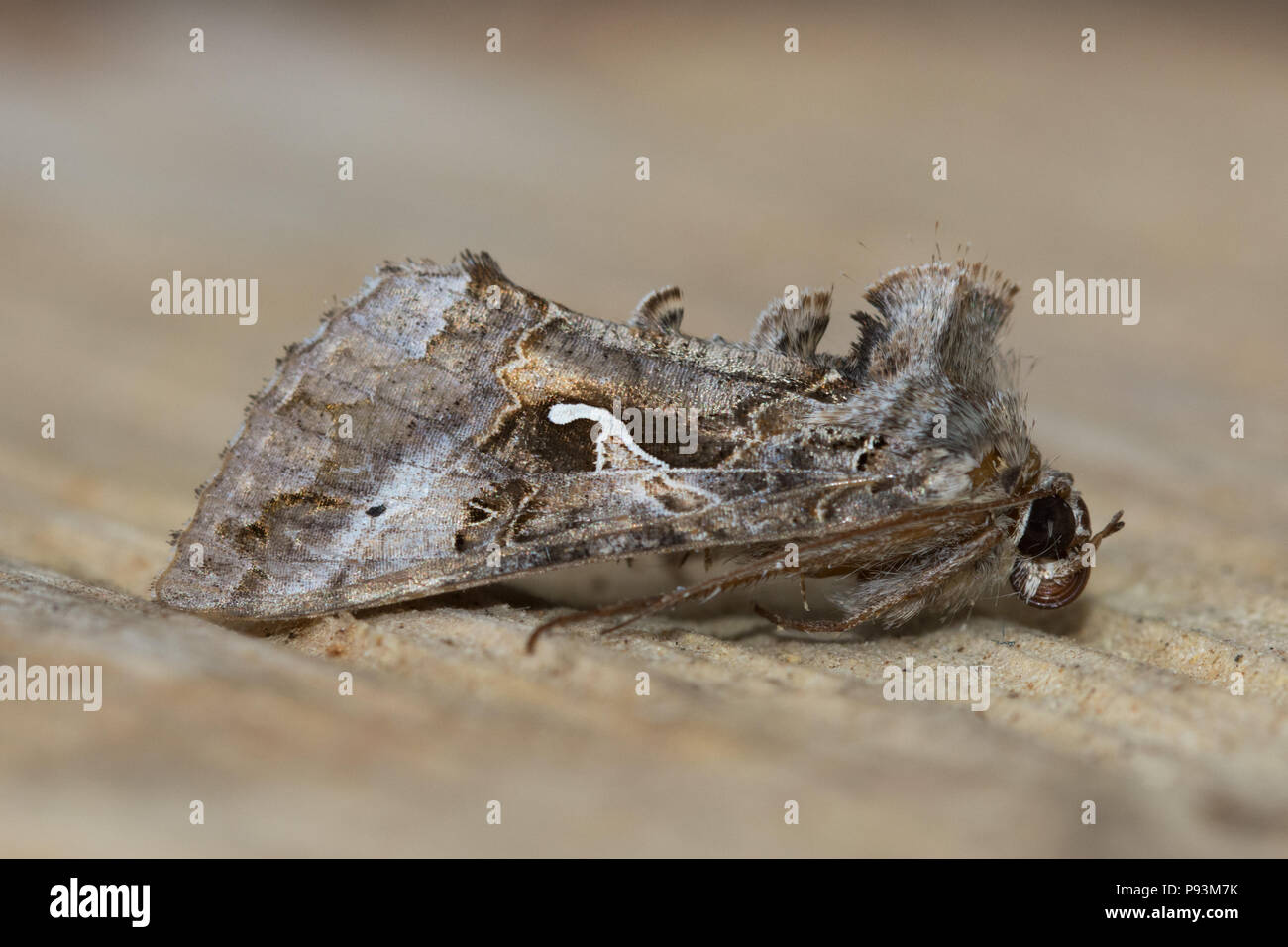 Silver y moth hi-res stock photography and images - Alamy