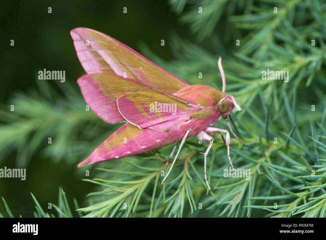 Elephant hawk moth hi-res stock photography and images - Alamy