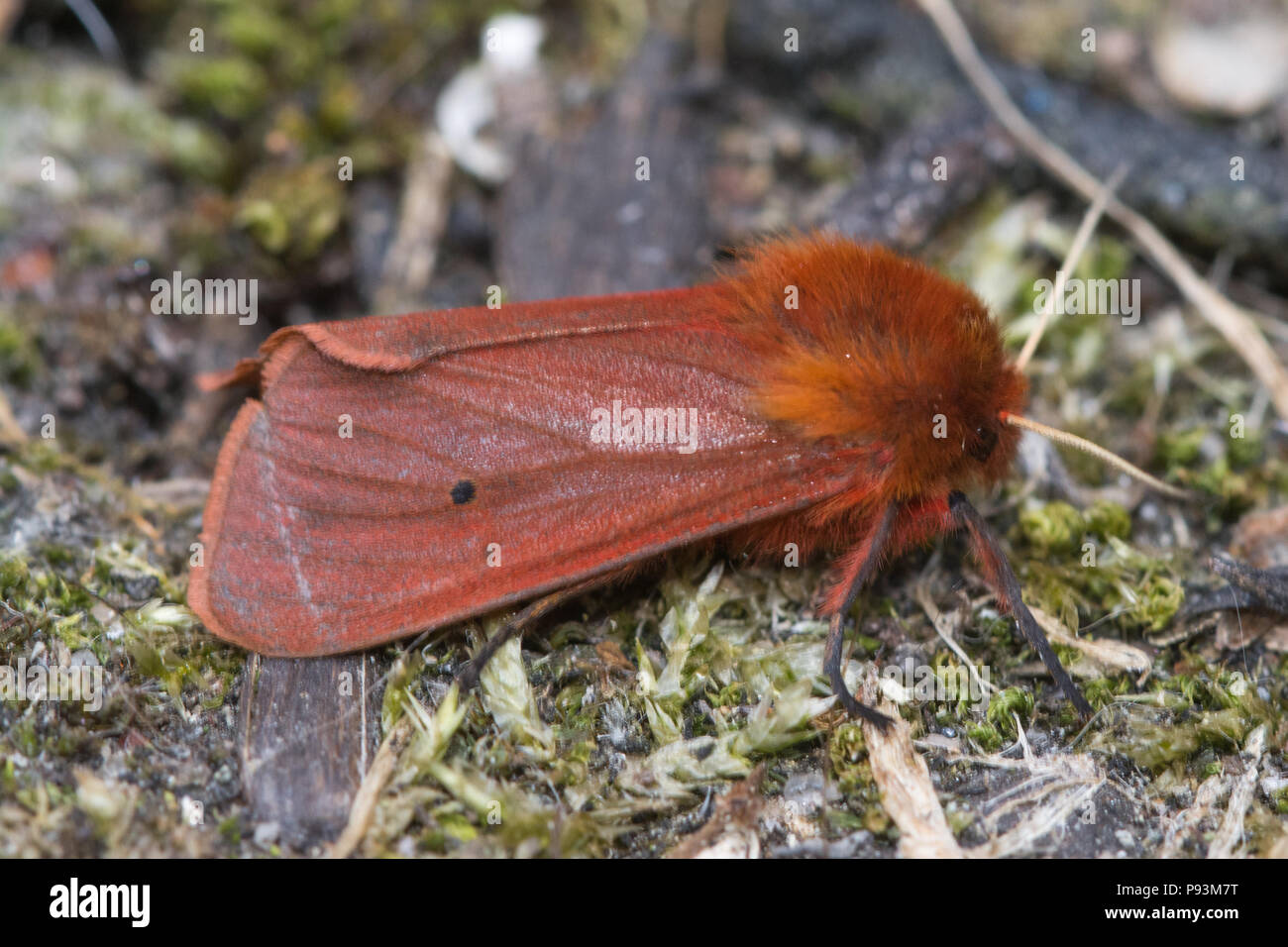 Ruby tiger moth (Phragmatobia fuliginosa Stock Photo - Alamy
