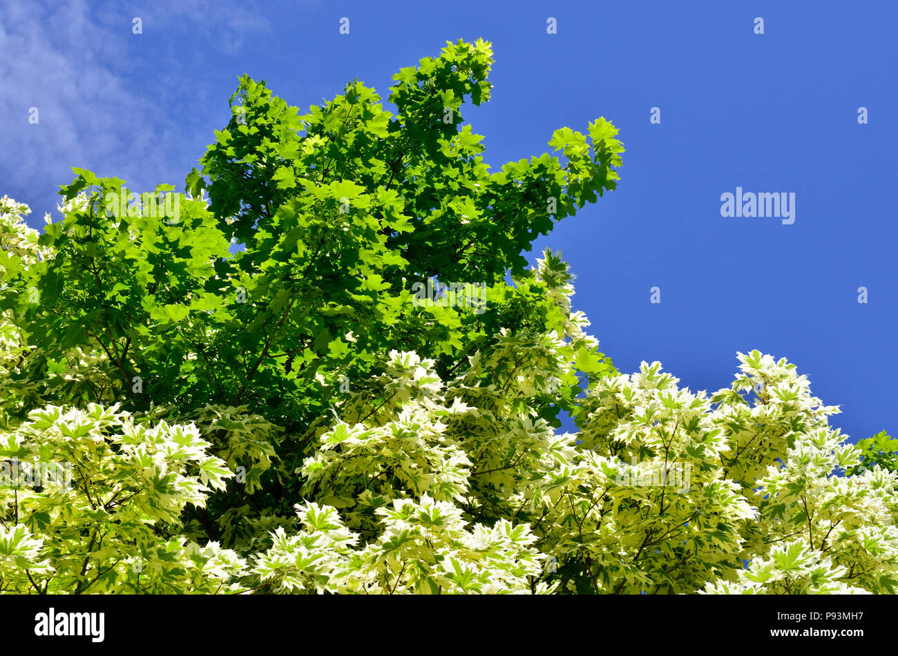 Partially Variegated Sycamore tree, Brenchley Gardens, Maidstone, Kent ...