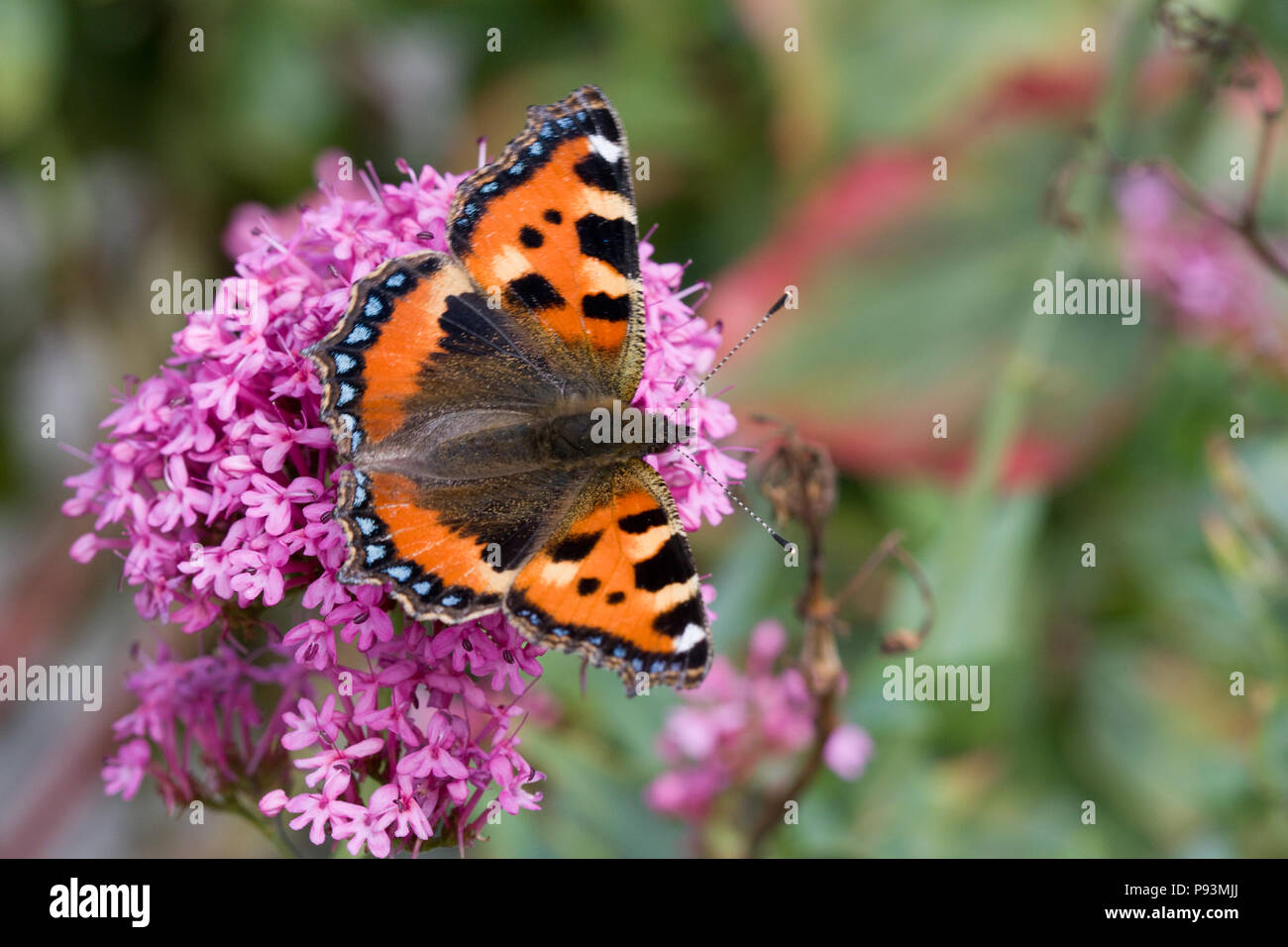 Tortoise shell butterfly uk hi-res stock photography and images - Alamy