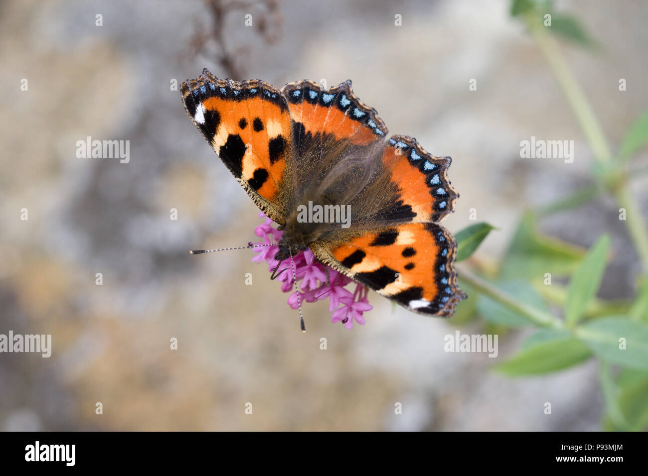 Tortoise shell butterfly uk hi-res stock photography and images - Alamy