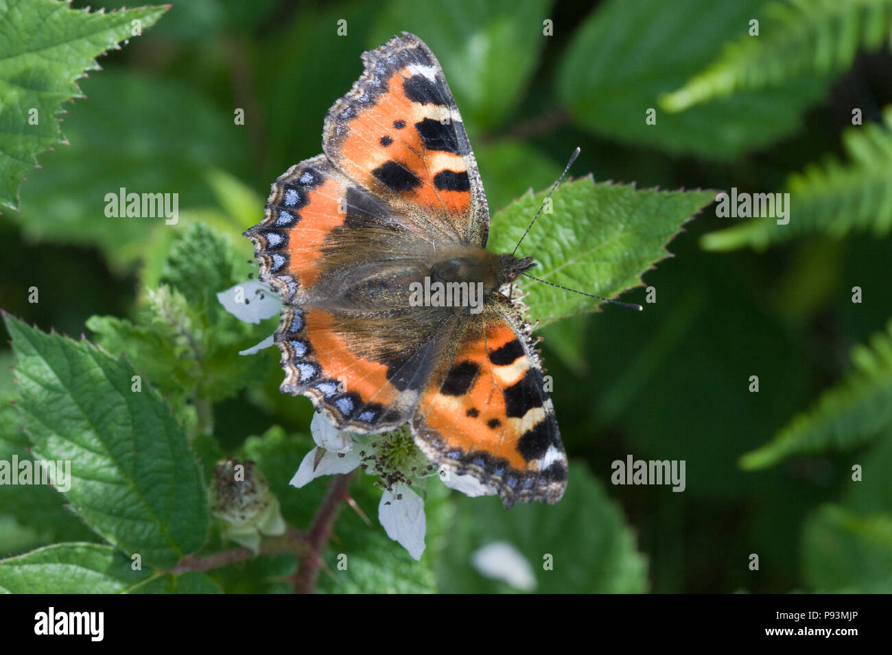 Tortoise shell butterfly hi-res stock photography and images - Alamy