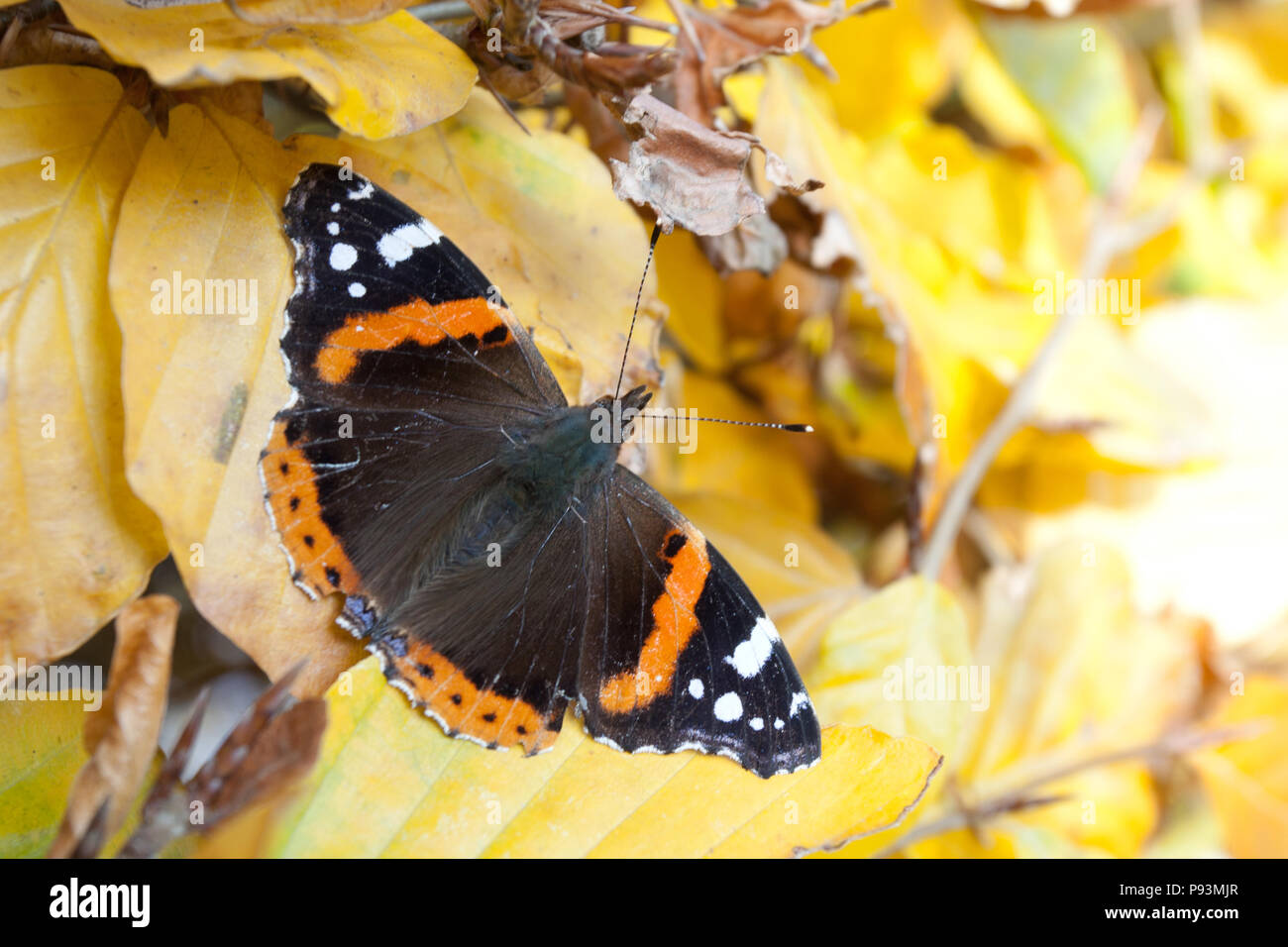 Tortoise shell butterfly uk hi-res stock photography and images - Alamy