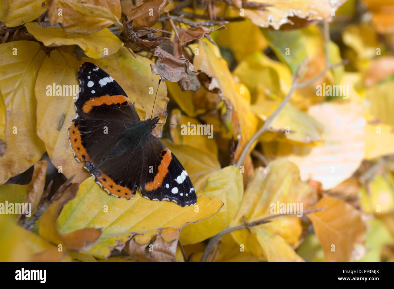 Tortoise shell butterfly hi-res stock photography and images - Alamy