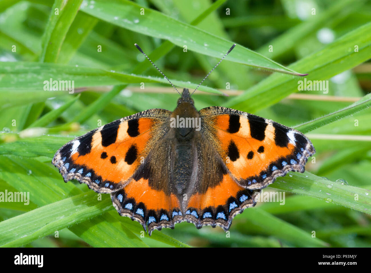 Tortoise shell butterfly uk hi-res stock photography and images - Alamy
