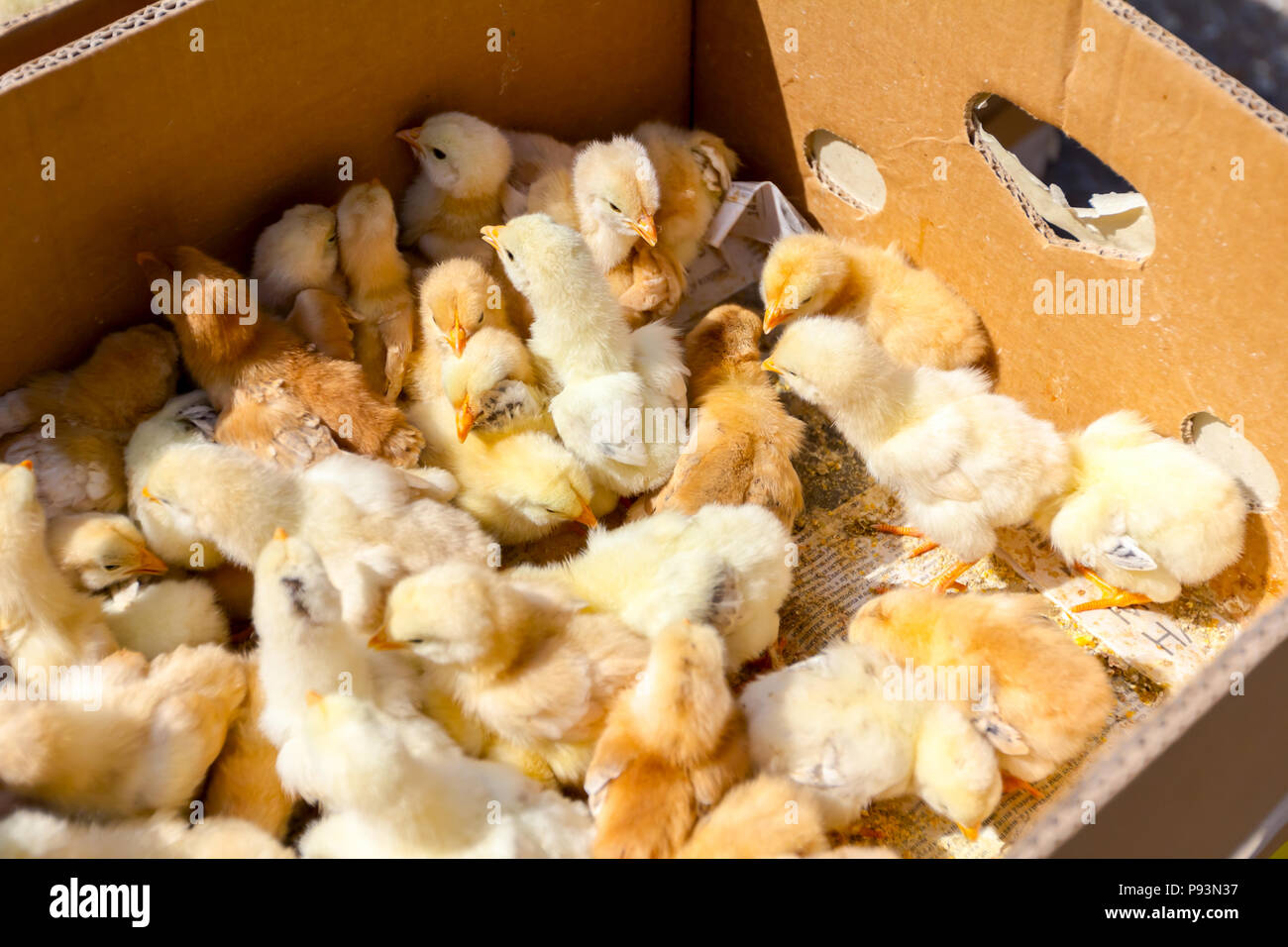 Baby chickens in box hi-res stock photography and images - Alamy