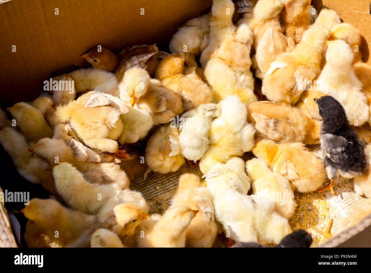 Baby chicken, small and very beautiful yellow chicks are placed in ...