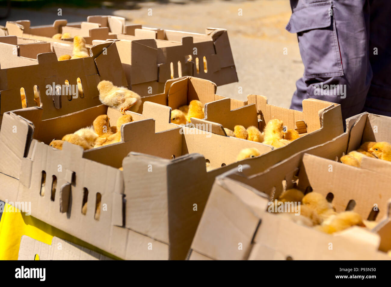Chick Mailing Boxes