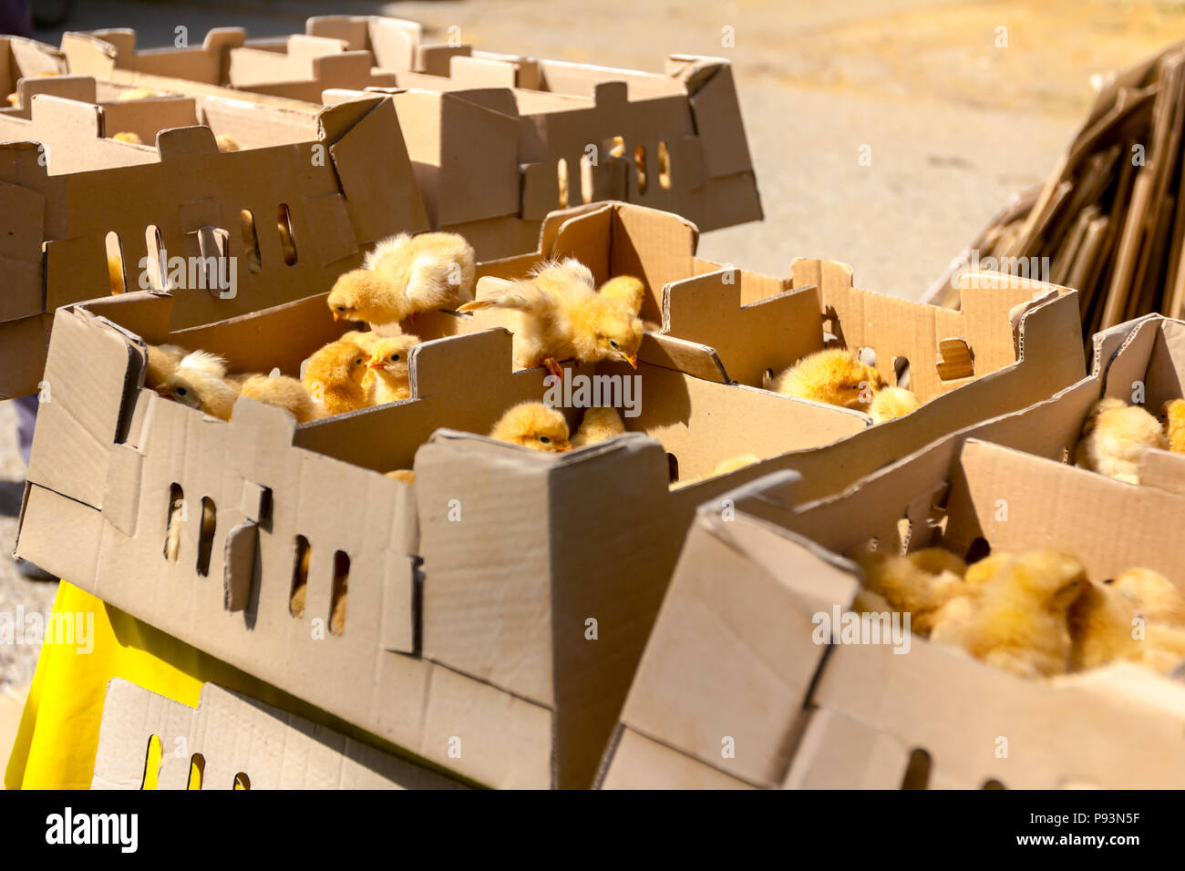 Baby chicken, small and very beautiful yellow chicks are placed in ...