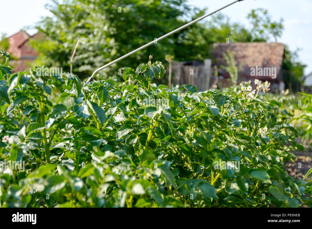 Farmer sprays inflorescence potatoes plants to protect them with ...