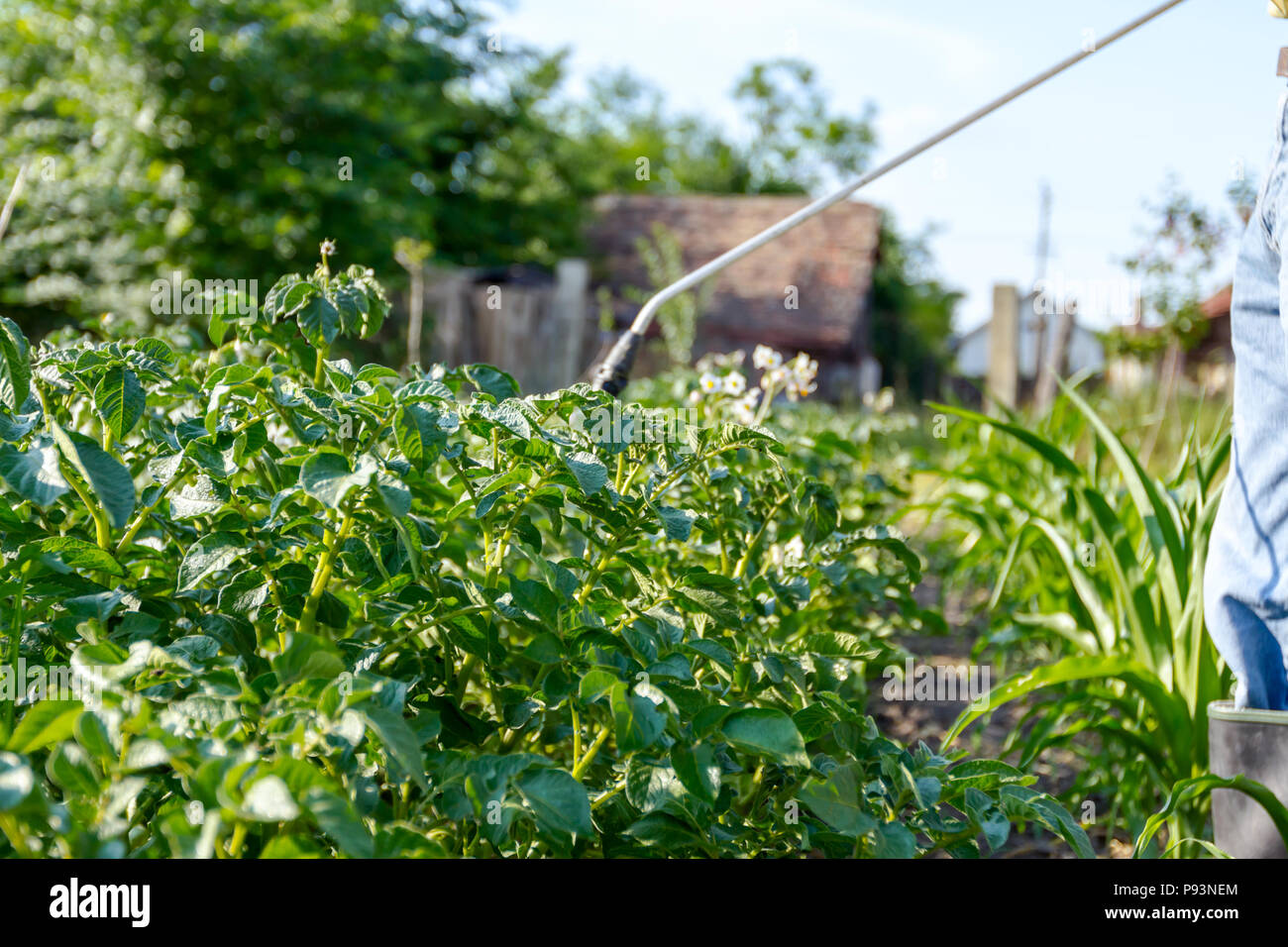 Farmer sprays inflorescence potatoes plants to protect them with ...