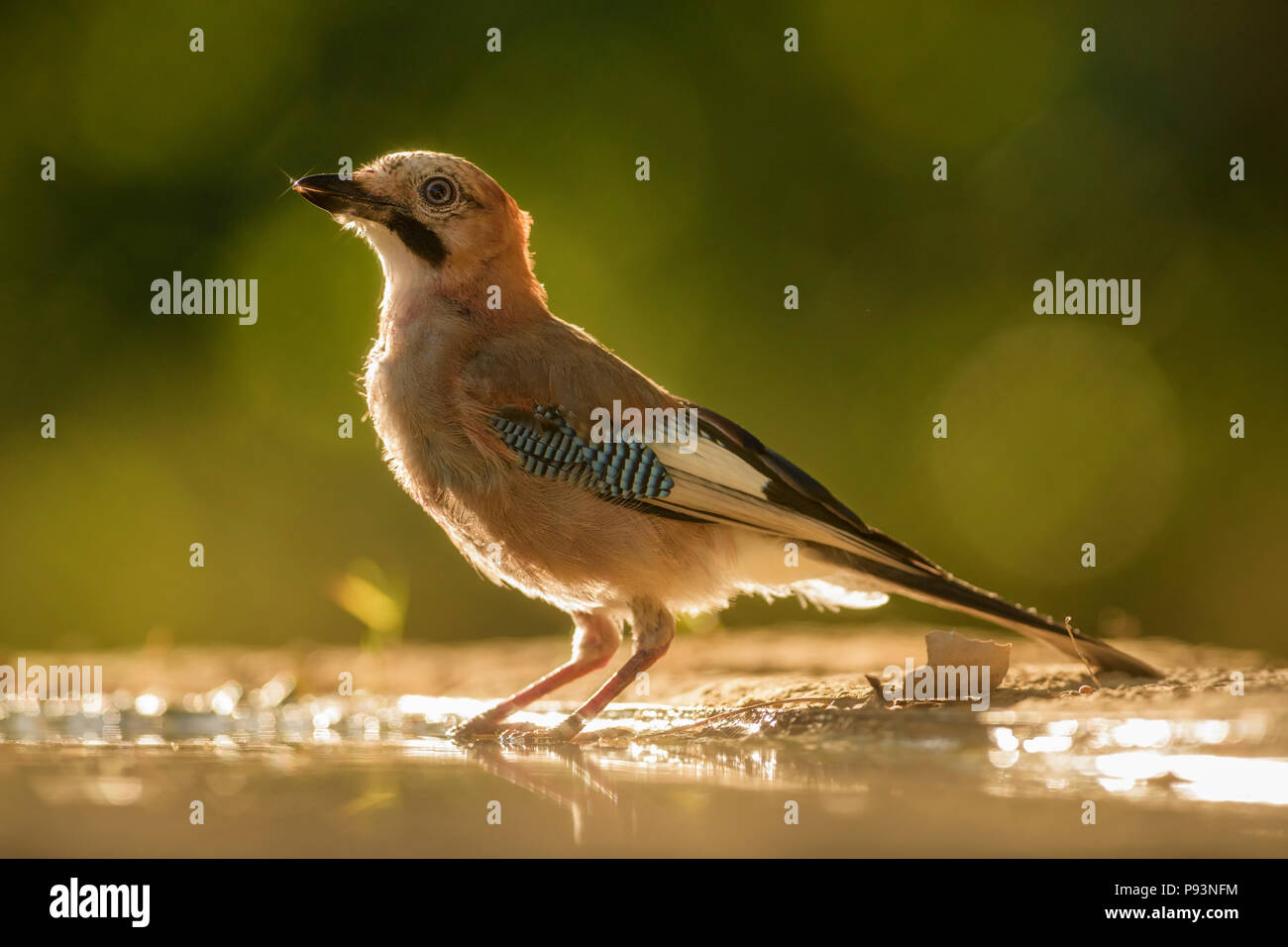 Eurasian Jay - Garrulus glandarius, large colored perching bird from ...