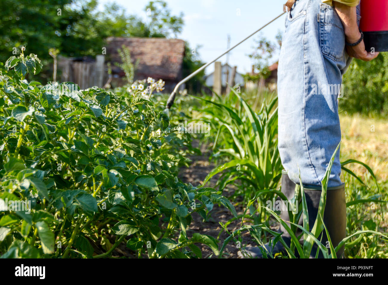 Farmer sprays inflorescence potatoes plants to protect them with ...