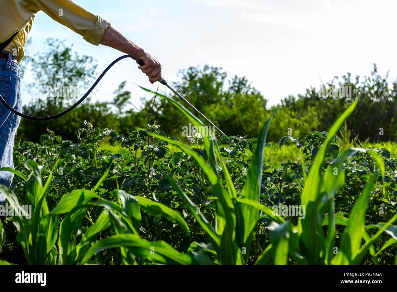 Farmer sprays inflorescence potatoes plants to protect them with ...