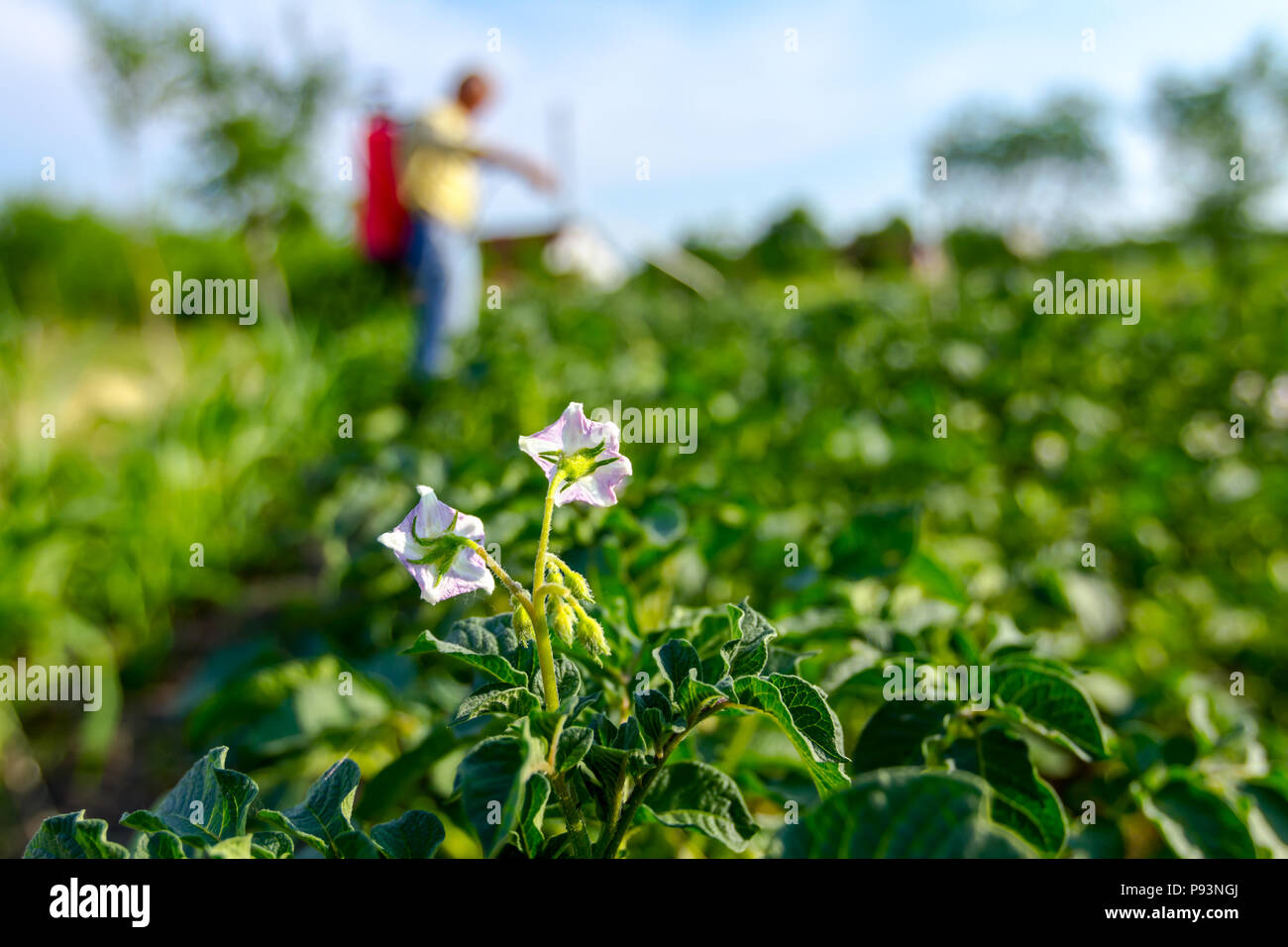 Farmer sprays inflorescence potatoes plants to protect them with ...